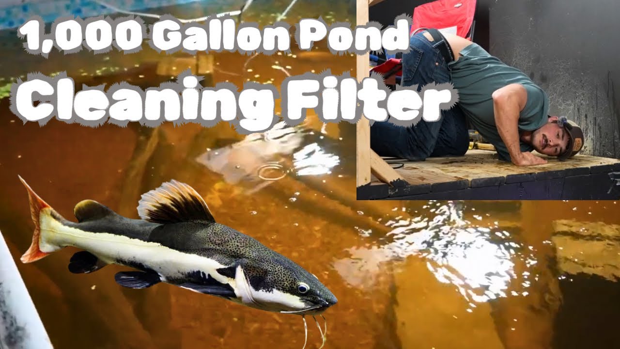 Cleaning the 1,000 Gallon Pond for the FIRST TIME!! - YouTube