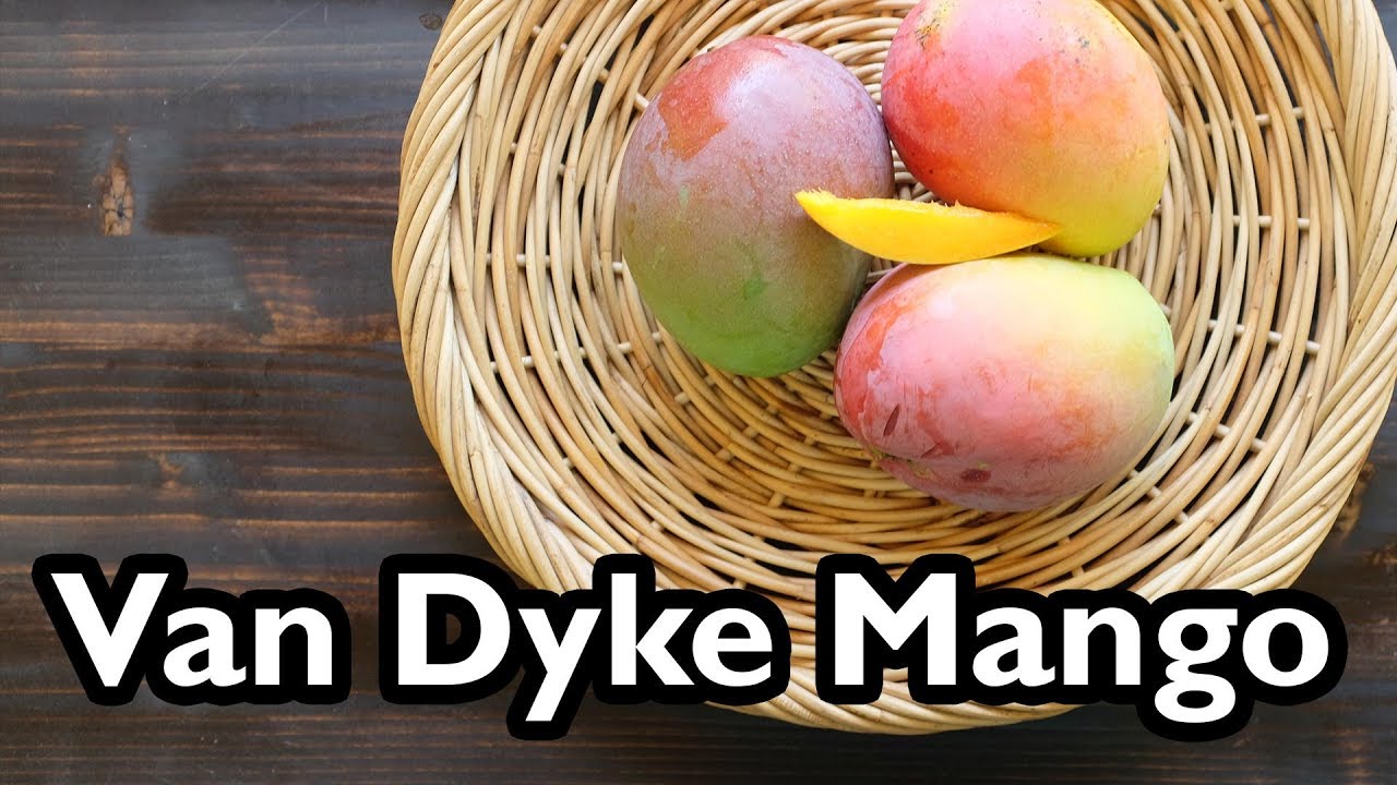 Truly Tropical Mango Varieties- ‘Van Dyke’ - YouTube