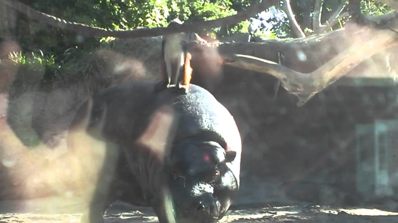 Hippo and Monkey - YouTube