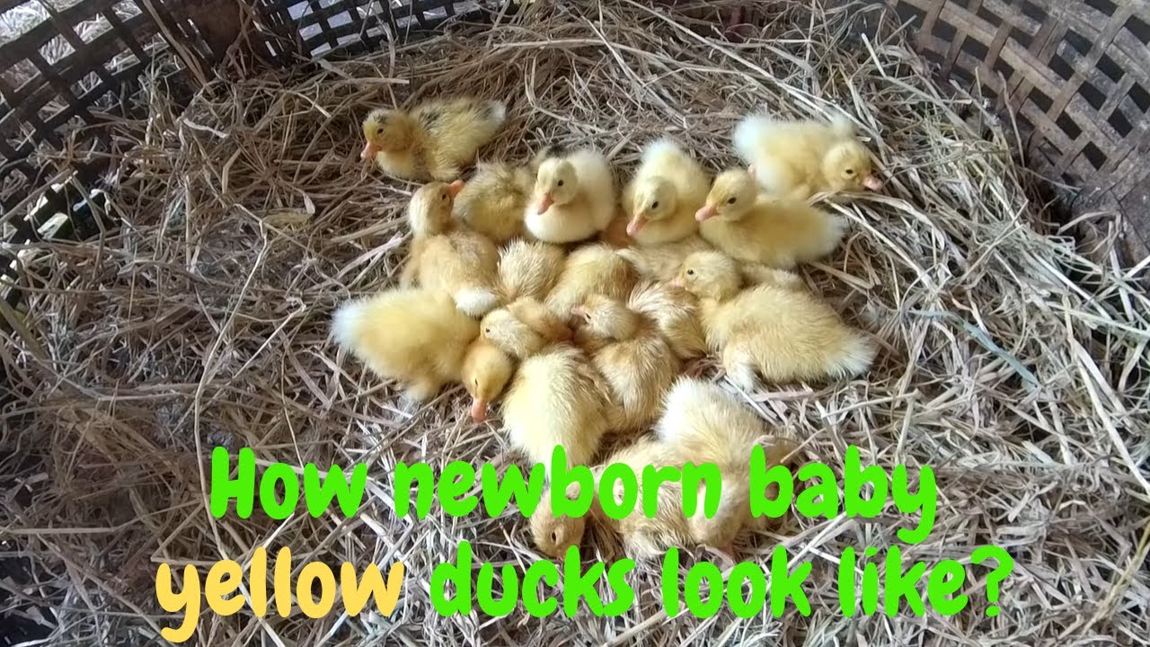 How newborn baby yellow ducks look like? - YouTube