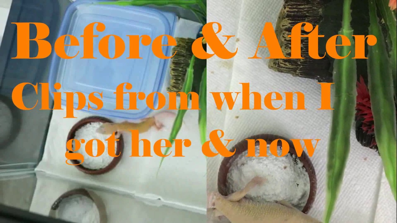 Leopard Gecko Moist Hide & Quick Update Vid - YouTube
