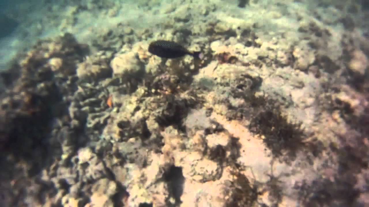 male trunkfish hawaii - YouTube