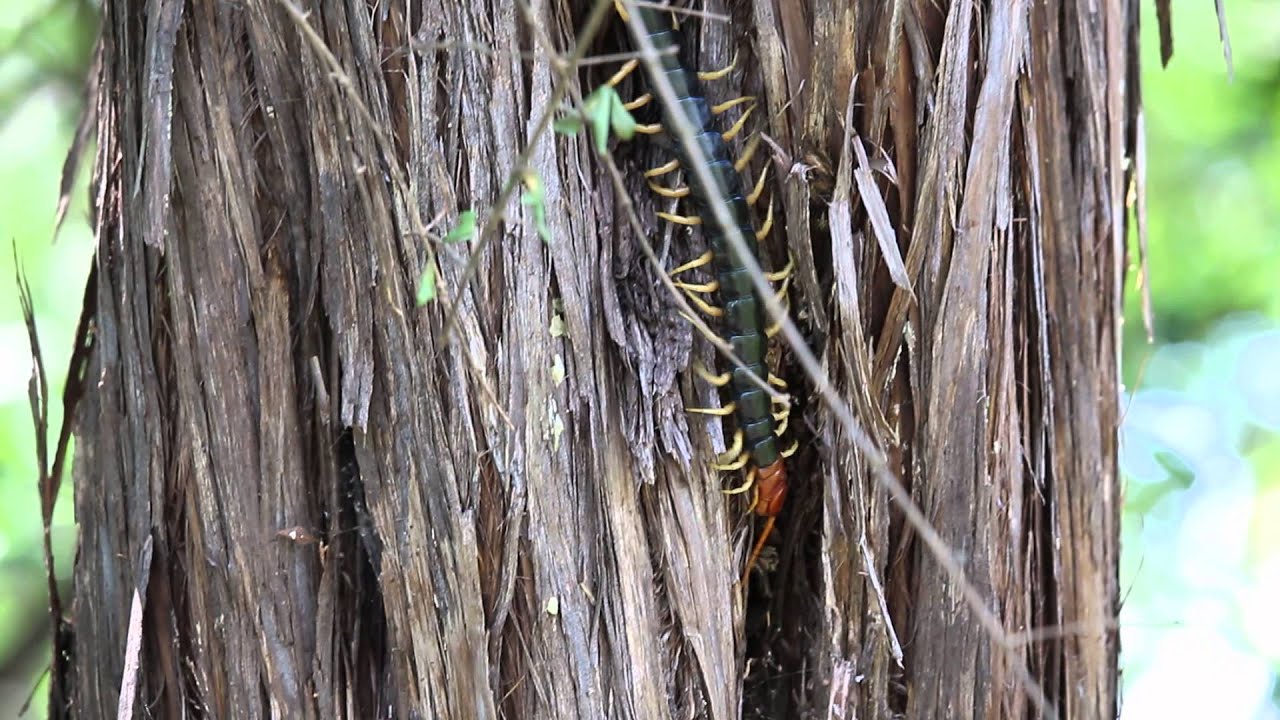 Texas Red Head Giant Centipede - YouTube