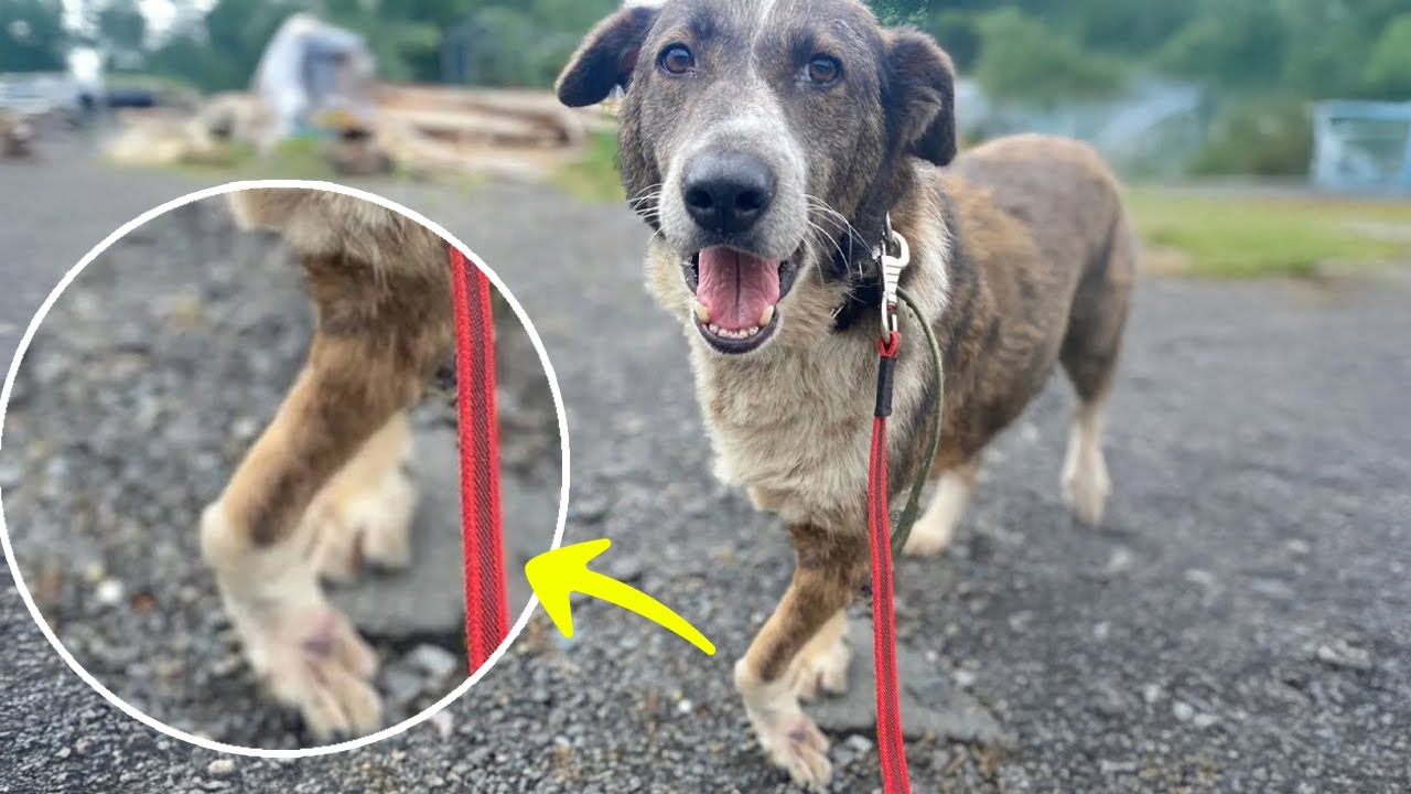 Hurt, Left Behind, and Ignored — This Dog’s Plea for Kindness Will ...
