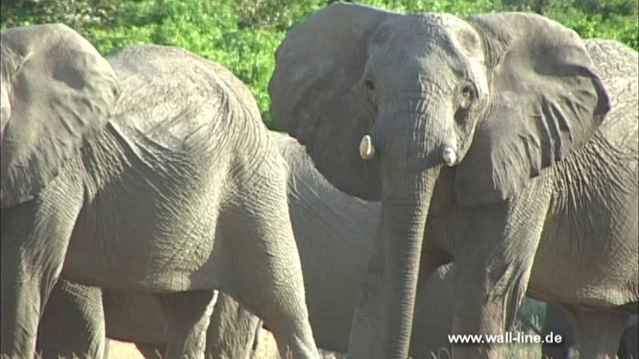Namibia: Thrilling encounter with elephants when a car breaks down in ...