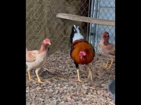 Dink Fair Golden Boy Sweater over 5k Pullets #gamefowl #gamefarm - YouTube