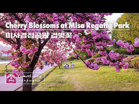 [4K] Cherry Blossoms at Misa Regatta Park / 미사경정공원 후문 겹벚꽃 / [Travel ...