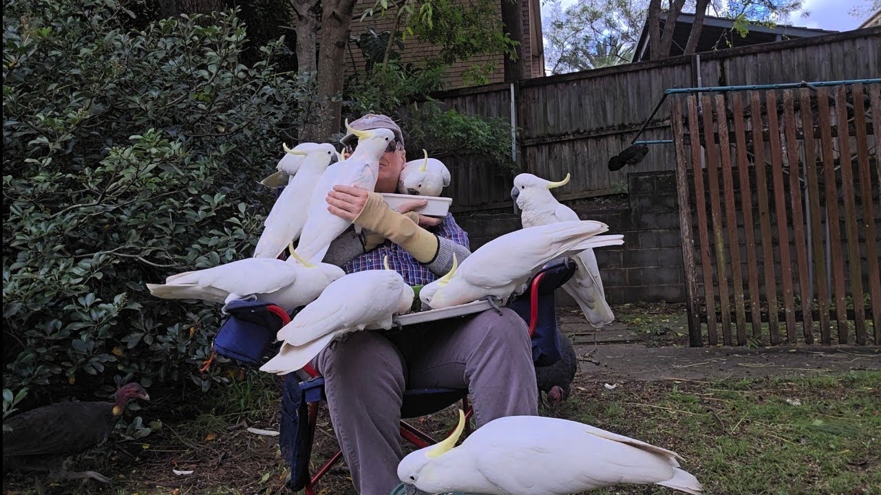 Beautiful birdy hugs from wild cockatoos - YouTube