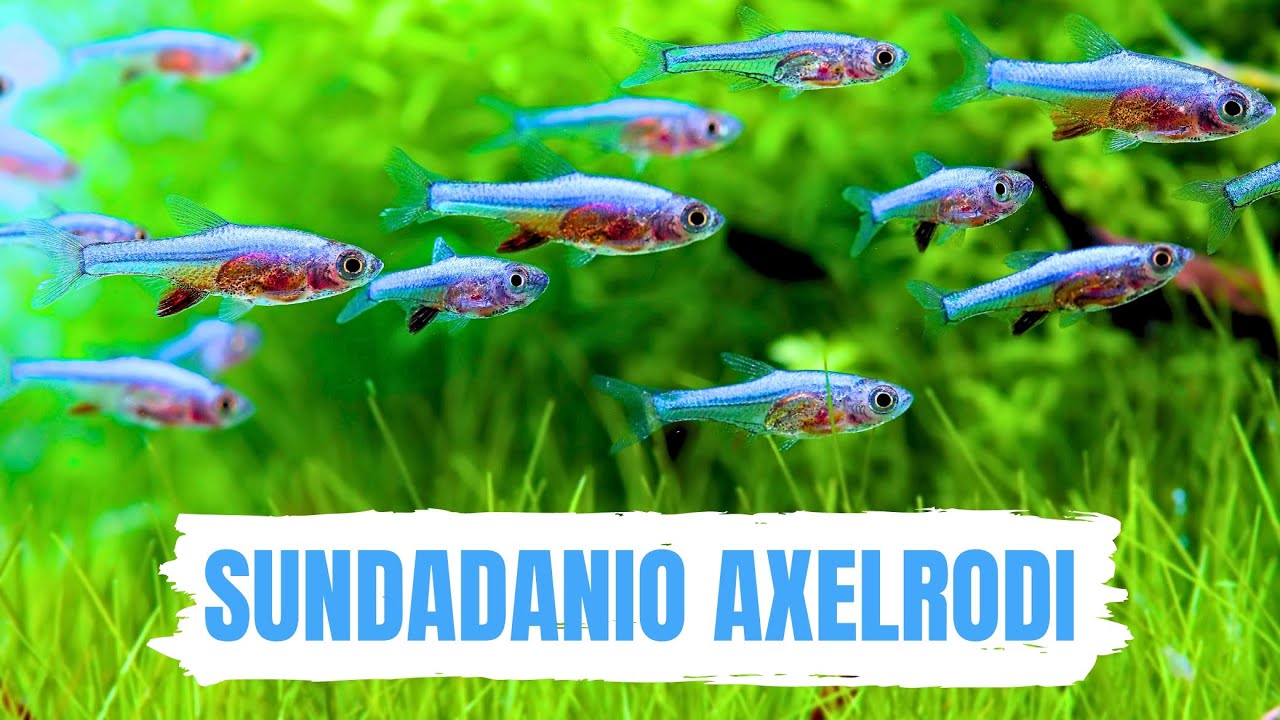ALLES über SUNDADANIO AXELRODI! - YouTube