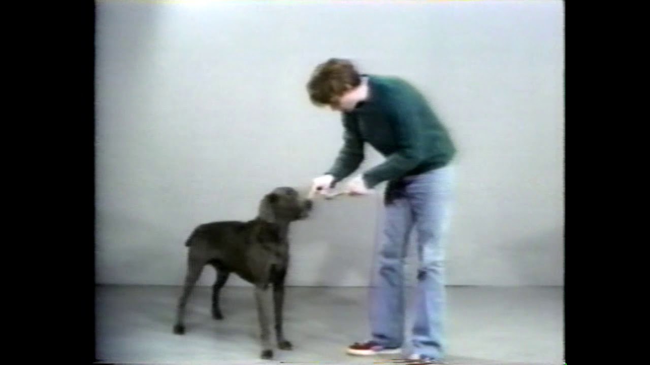 Dog Spelling Test - YouTube