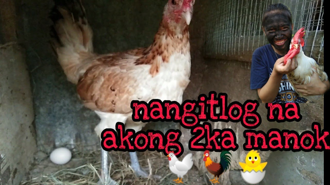 NANGITLOG NA AKONG MGA MANOK🐔🐓🐣 - YouTube