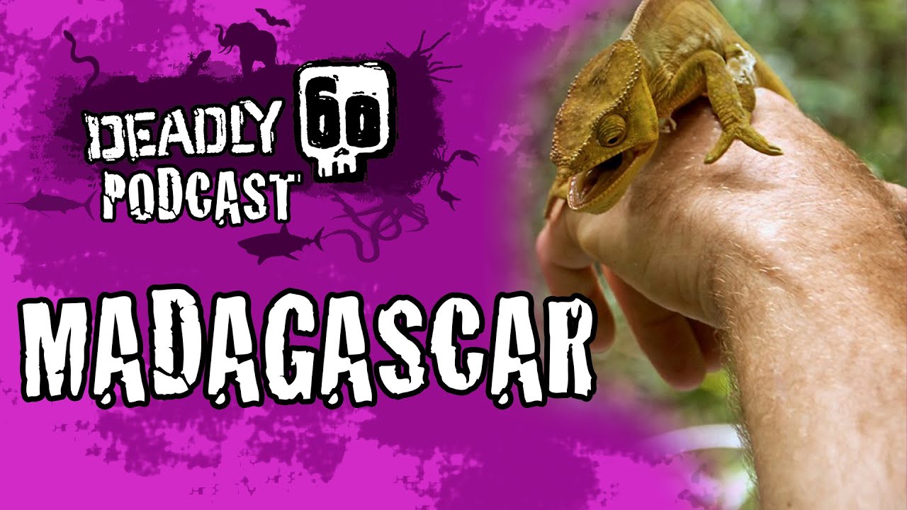 Deadly 60 Podcast Ep 2 | IN COLLAB WITH @thecobraeffectyt - YouTube