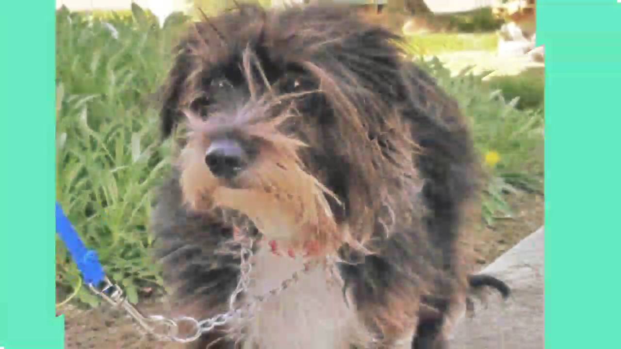 Animal Rescue Recon - YouTube