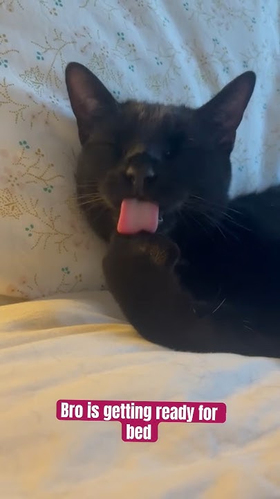 Black Cat Getting Ready For Bed Youtube