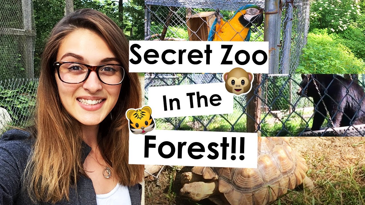 Visiting An Animal Rescue! | DEW Haven - YouTube