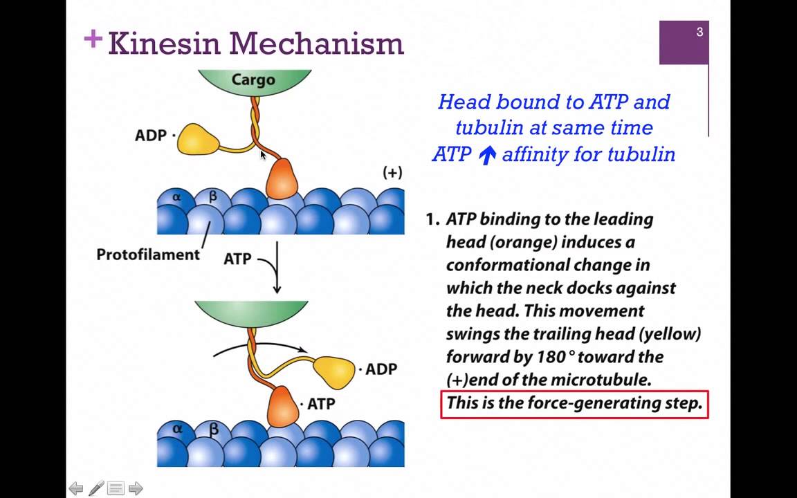 033-Kinesin Structure & Function - YouTube
