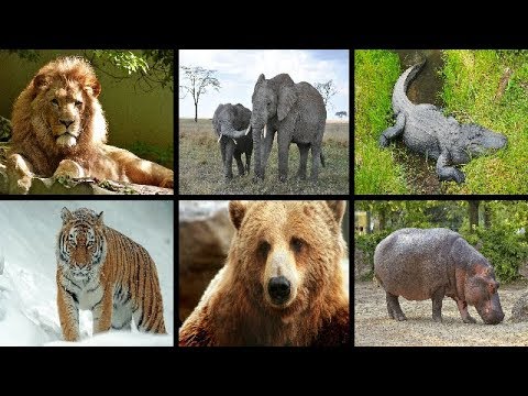 Learning Wild Zoo Animals Names and Pictures of Wild Animals Elephant ...