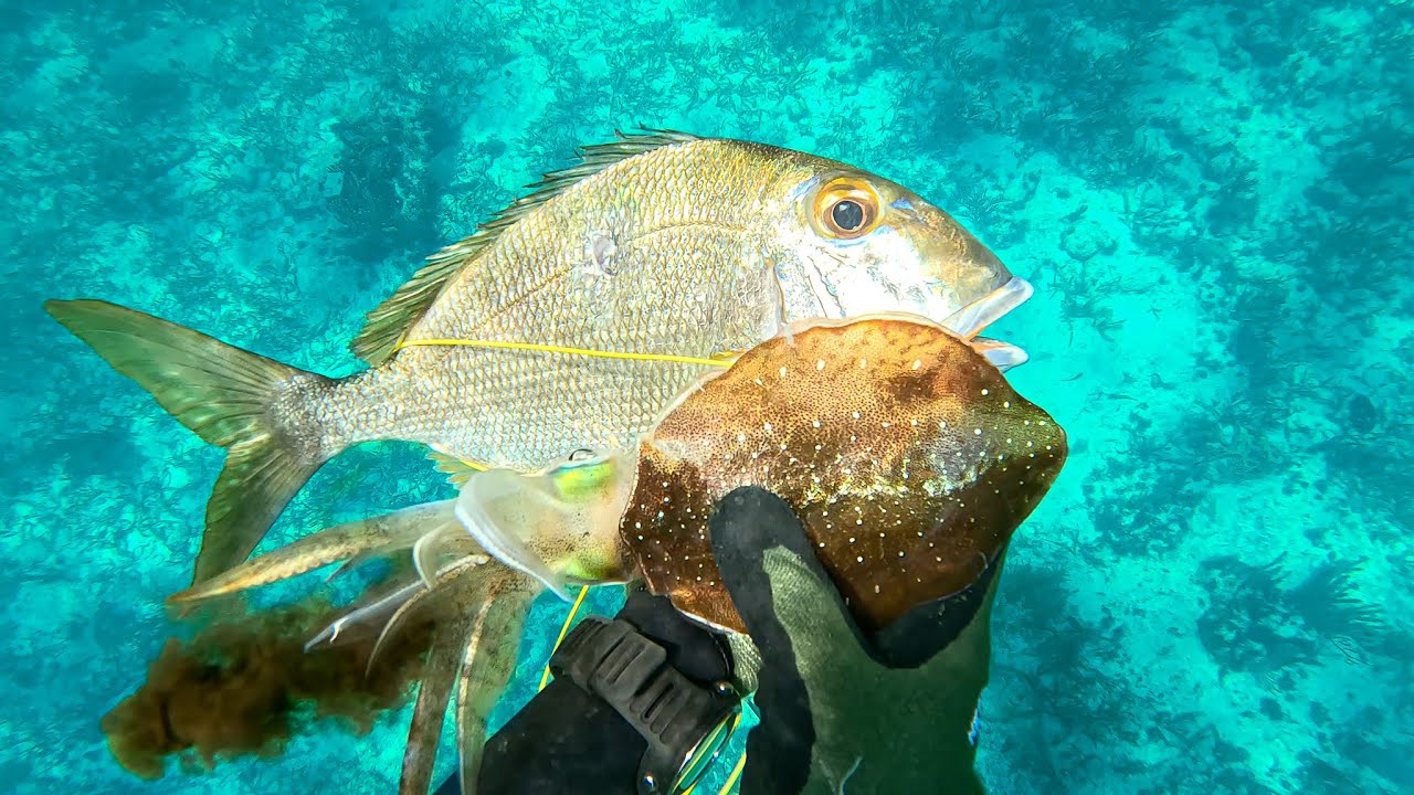 Spearfishing Belize | The Smartest Fish I Ever Met CCC - YouTube
