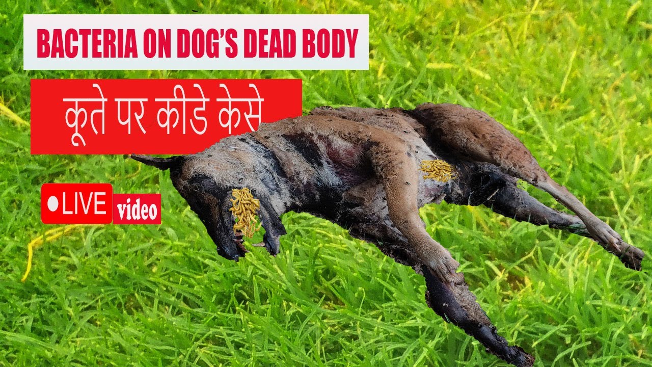 Bacteria On Dog's Dead Body || कुते को किडे ख़ा रहेहै ॥ Animal Body ...