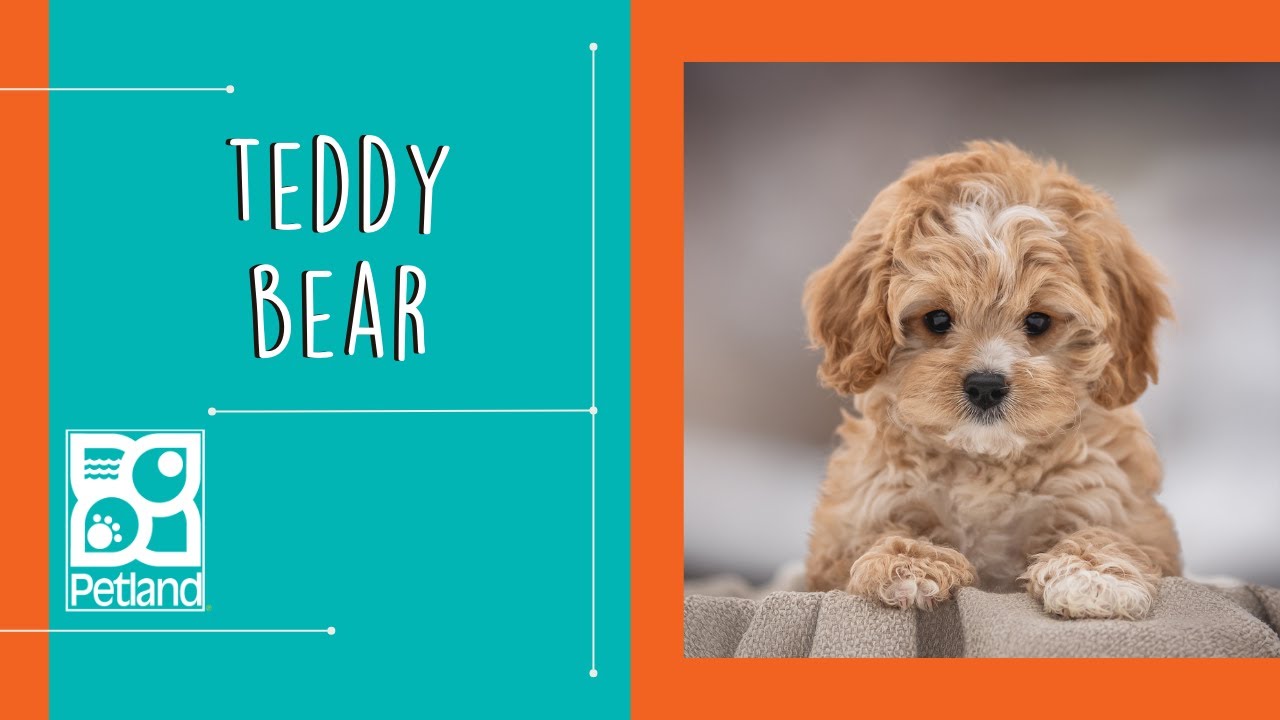 Teddy Bear Fun Facts - YouTube