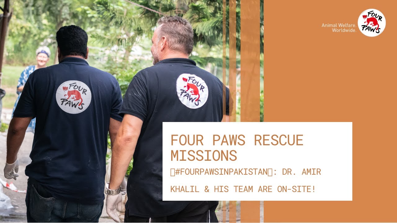 🔸#FOURPAWSinPakistan🔸: Dr. Amir Khalil & his team are on-site! | FOUR ...