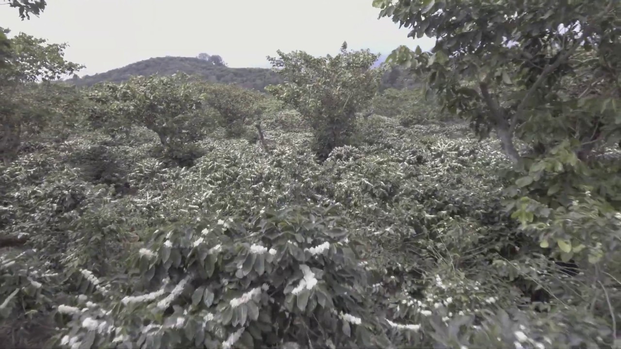 Finca Santa Elisa Pachup Floración - YouTube