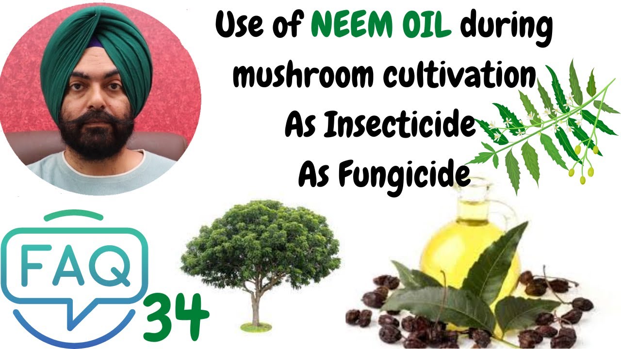FAQ 34# Use of NEEM Oil during mushroom cultivation. - YouTube