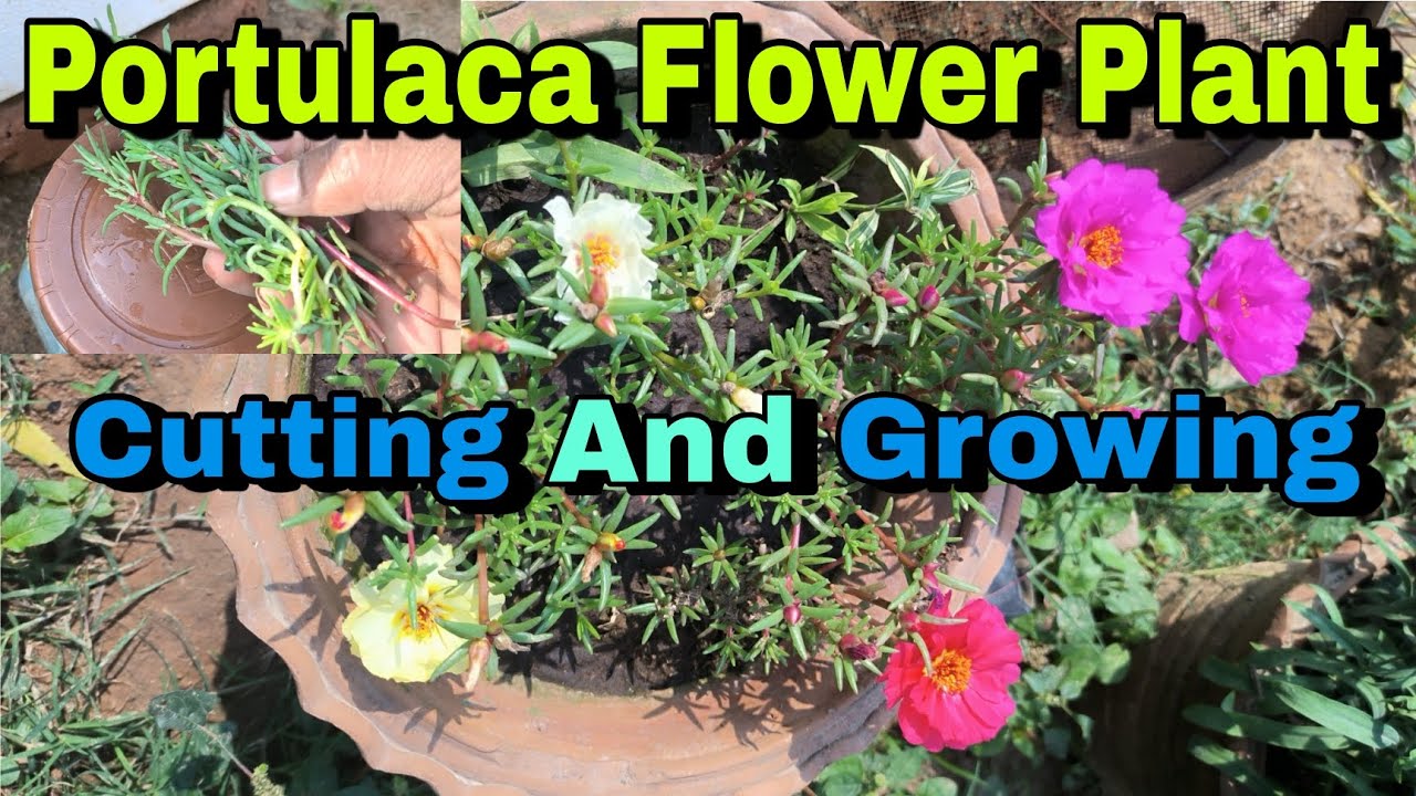 Portulaca flowering Plant / how to grow portulaca cutting @rpgardening ...