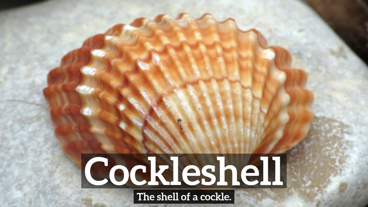 How Does Cockleshell Look? | What is Cockleshell? | How to Say ...