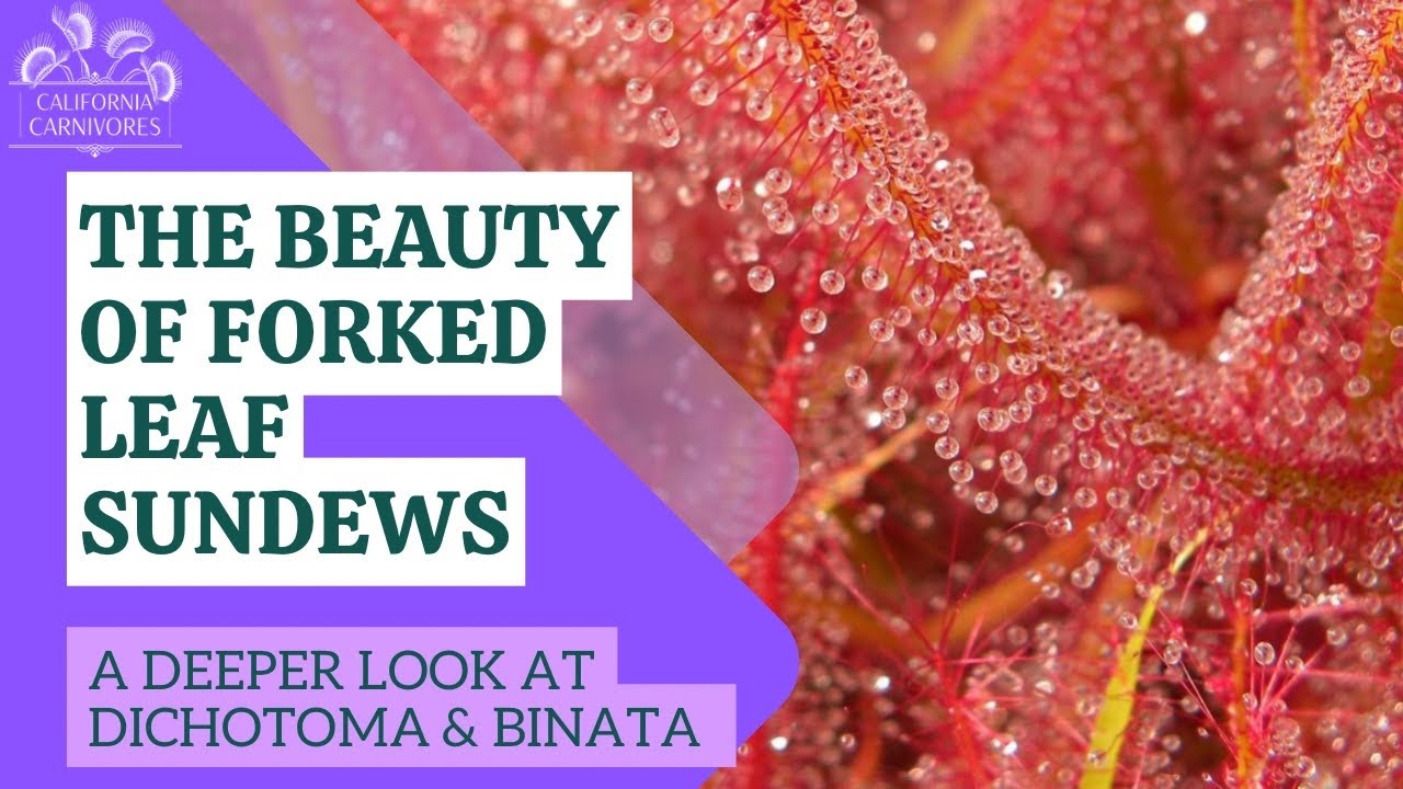 The Beauty of Forked Leaf Sundews - YouTube