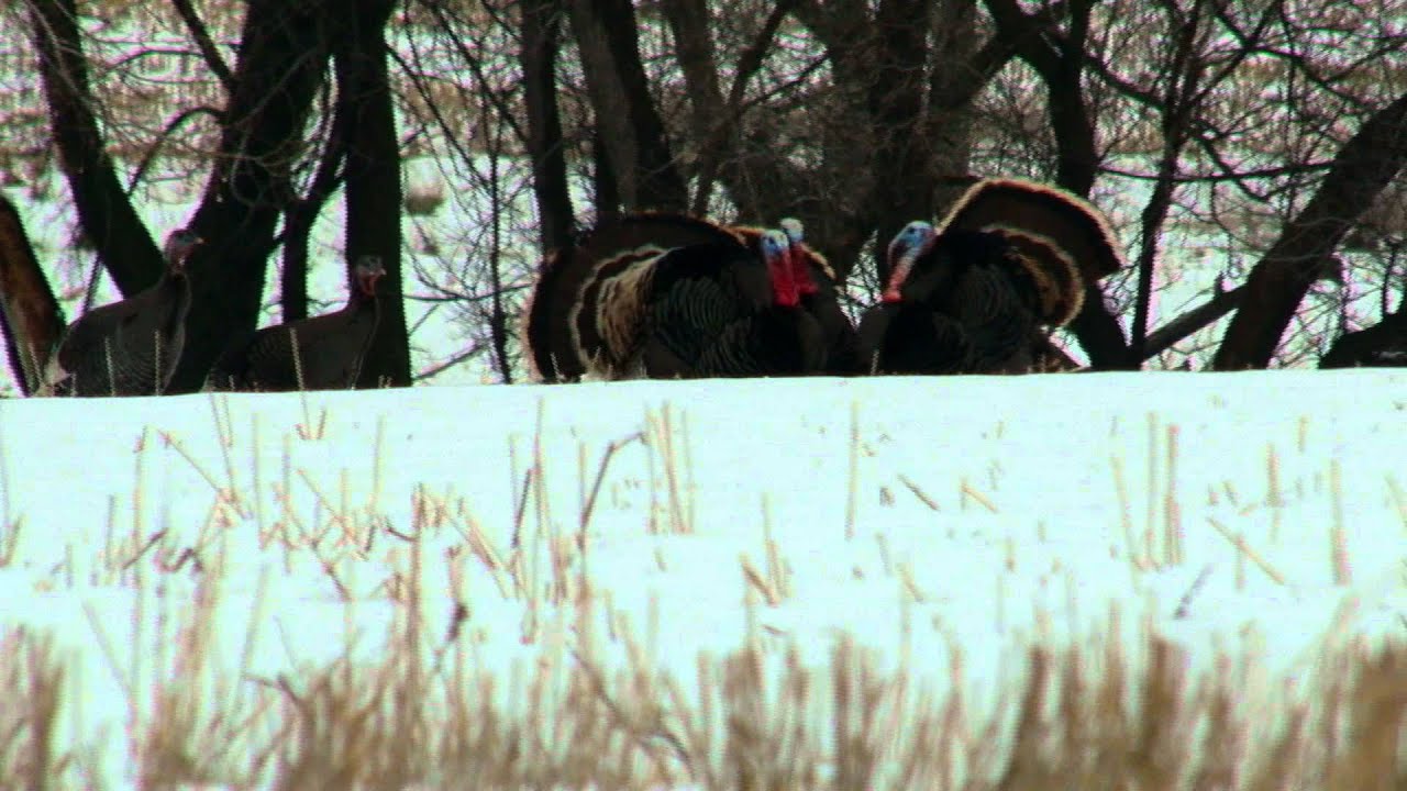 Whitney Isenhart Bow Kill In South Dakota - YouTube