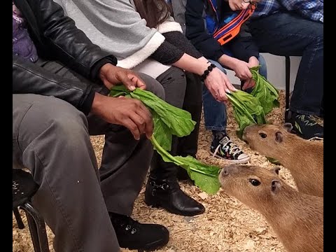Even Keel Exotics Animal Encounters - YouTube
