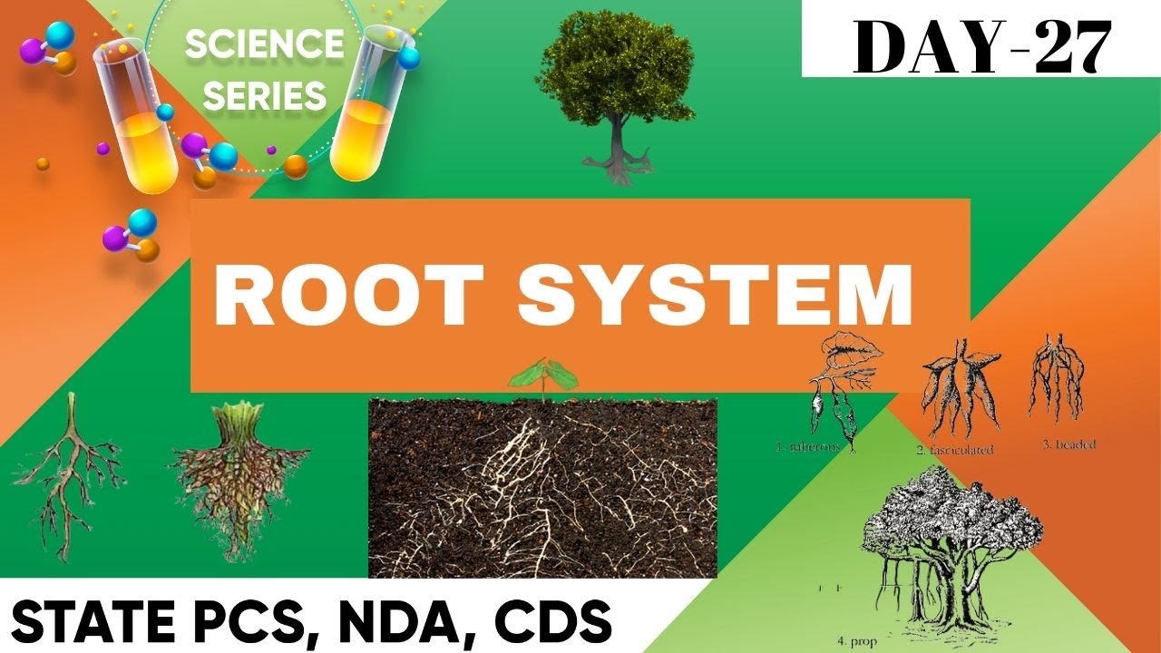 Science Series || Biology || Root System || Day-27 - YouTube