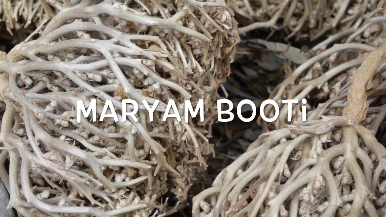 Uses of Maryam booti || Maryam Flower || Maryam phool مريم ءءء ...