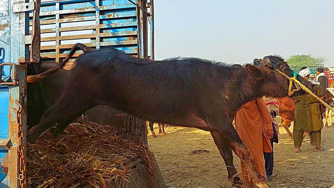 How to The Buffaloes Made Beautiful Jumps From The Truck Loader||، Msa ...