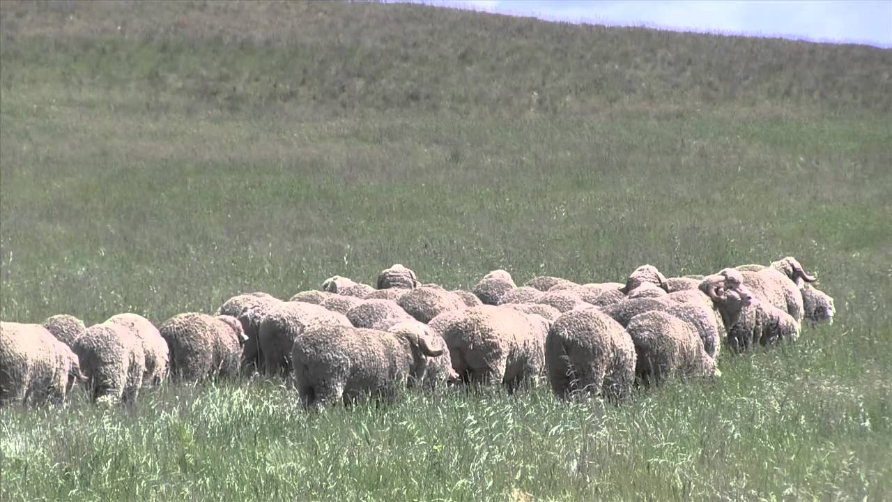 Jim Symon Hazeldean Interview - YouTube