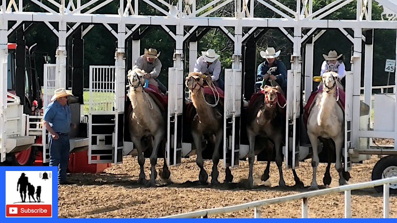 Camel Racing - 2021 Ben Johnson Days Rodeo | Sunday - YouTube