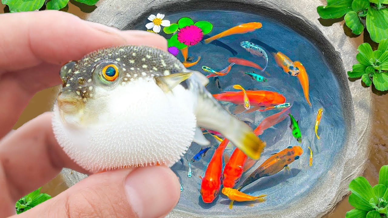 Great Catch Miniature Puffer Fish In Tiny Pond, Discus Fish, White Neon ...