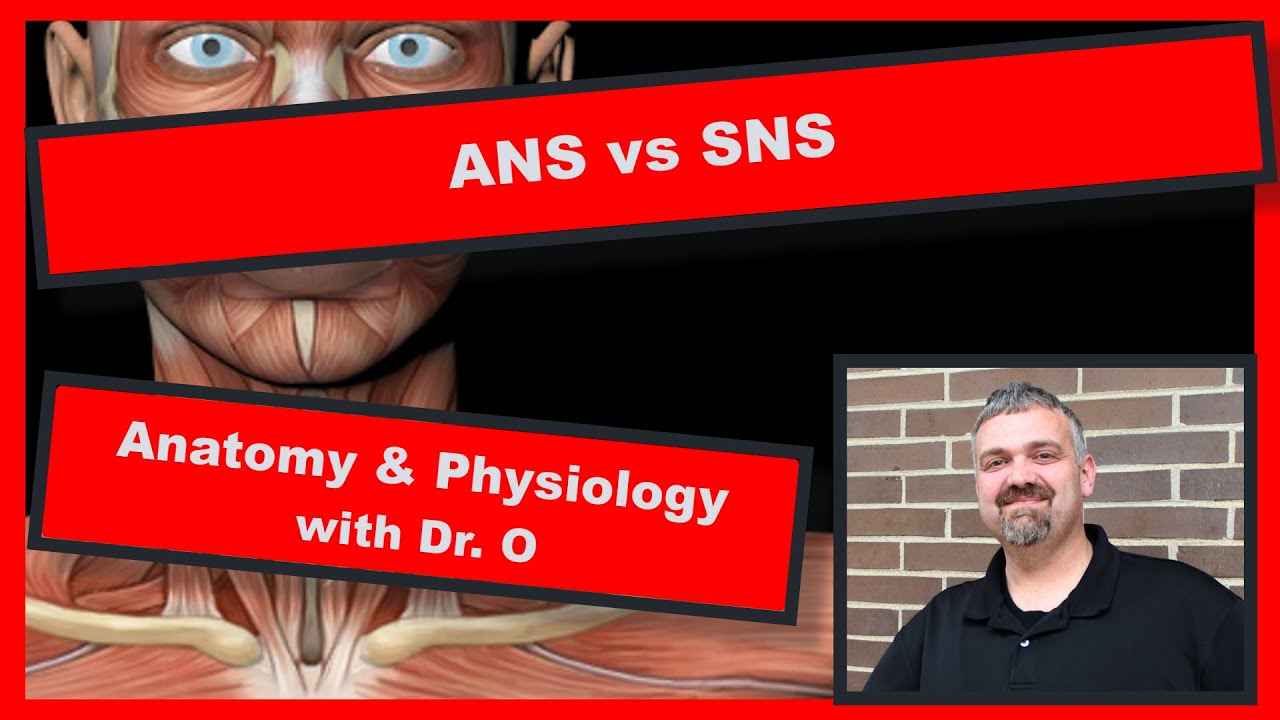 Comparing the ANS and SNS: Anatomy and Physiology - YouTube