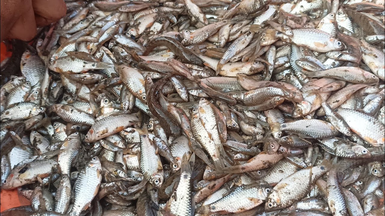 amezing traditional fishing by village! pothi fish and snakehead ...