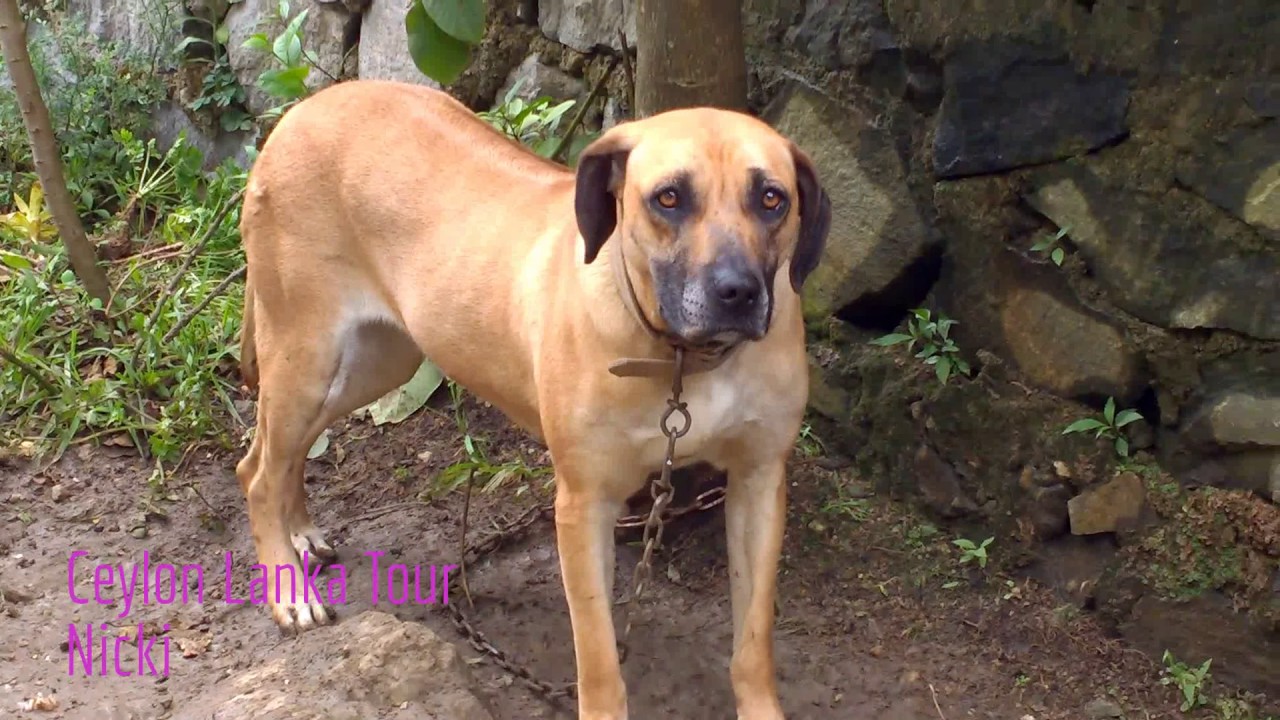 Sri Lanka : My Dog Nicki_03022017 Ceylon Lanka Tour 錫蘭蘭卡旅遊 - YouTube