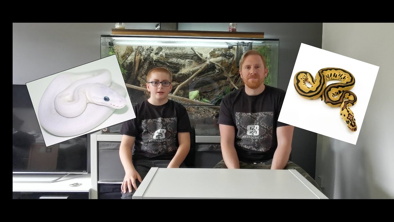 Welcome to Bristol Balls! Part 2 of our Ball Python collection. - YouTube