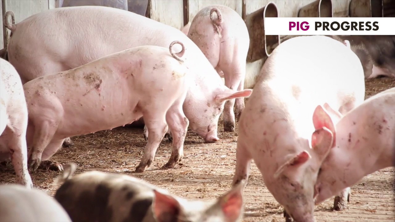 Pig Progress - YouTube
