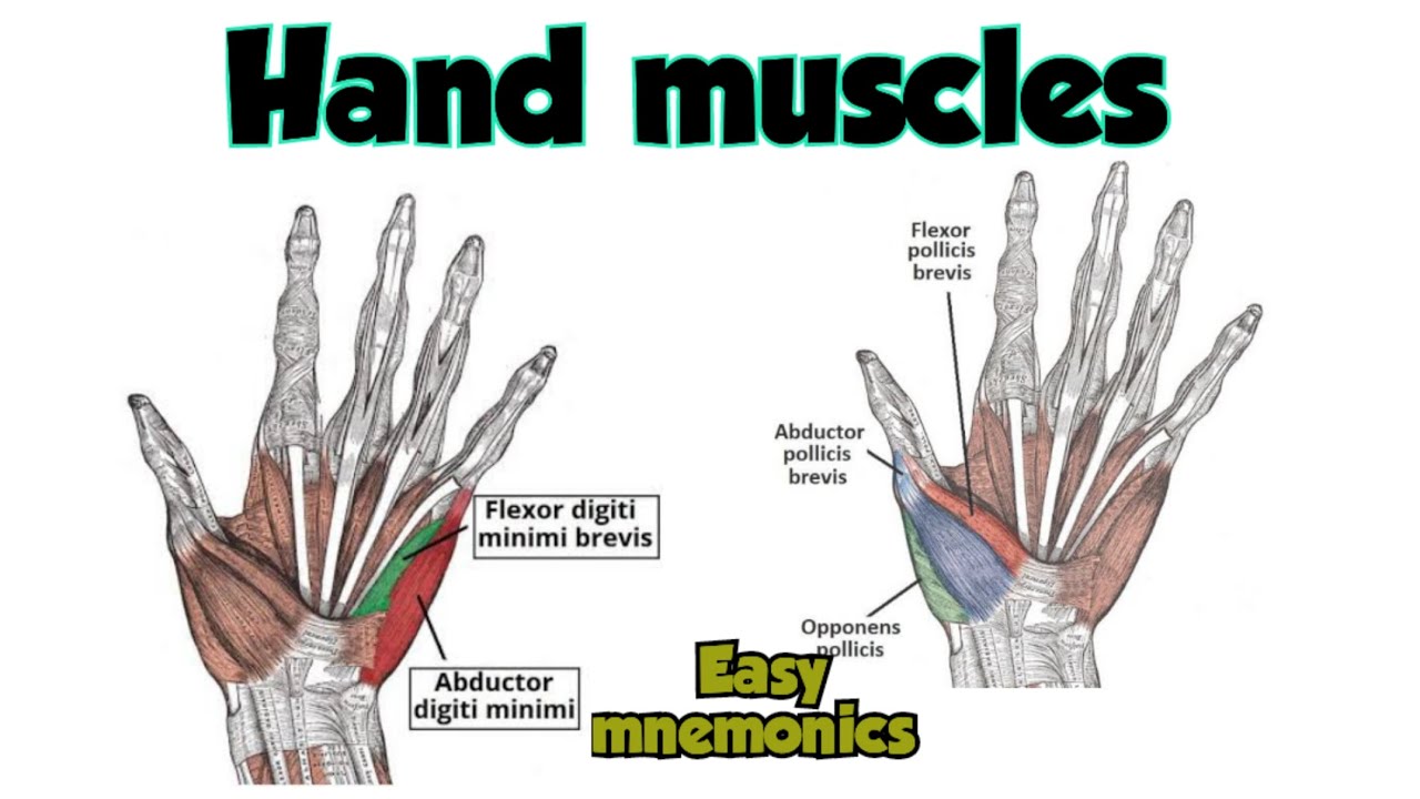 Hand Muscles Anatomy | Thenar Muscles | Hypothenar Muscles - YouTube