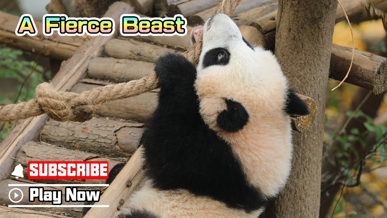 Panda Training Bite Force At A Young Age | iPanda - YouTube