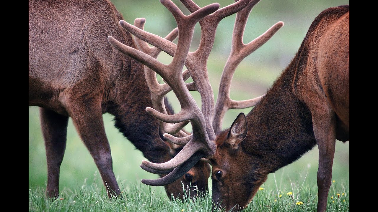 elk sounds - YouTube