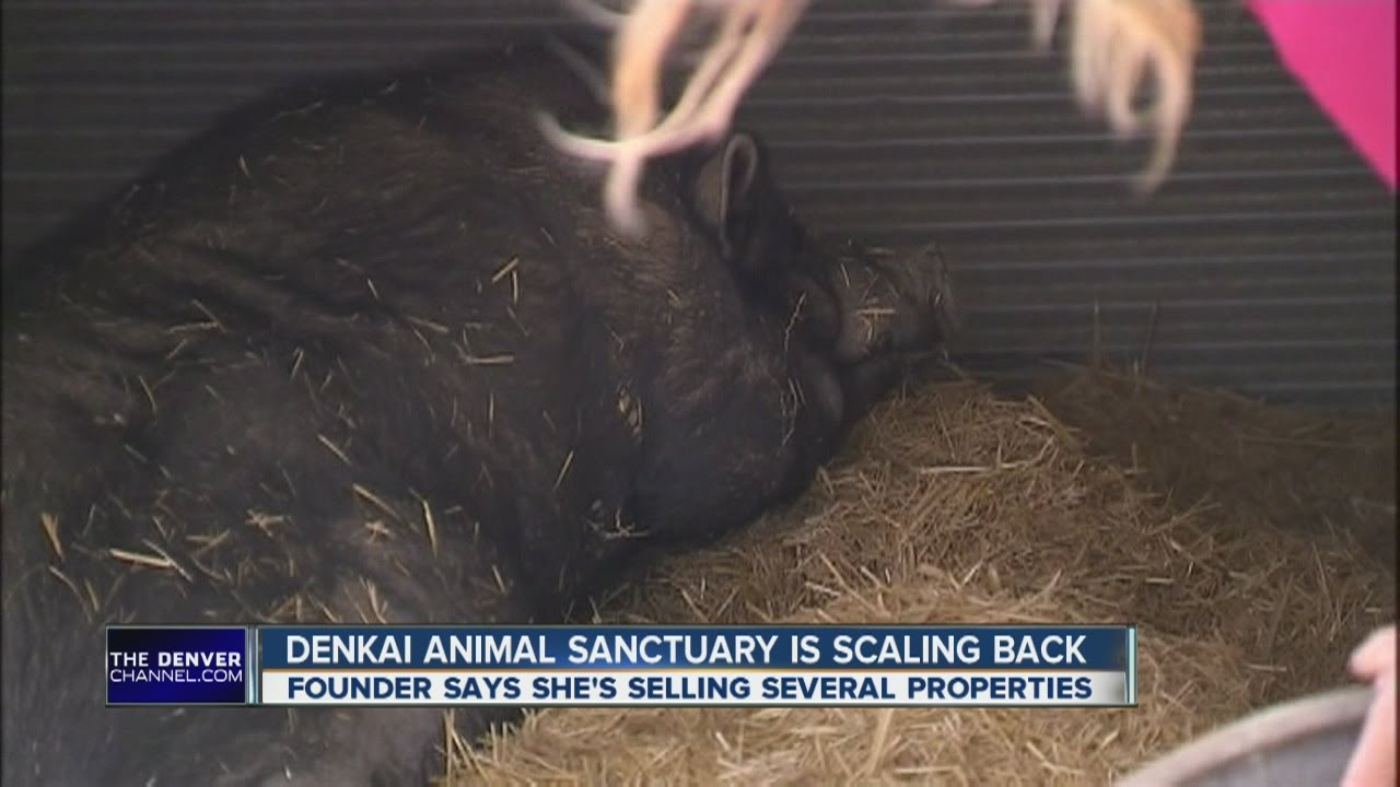 Denkai Animal Sanctuary is scaling back - YouTube