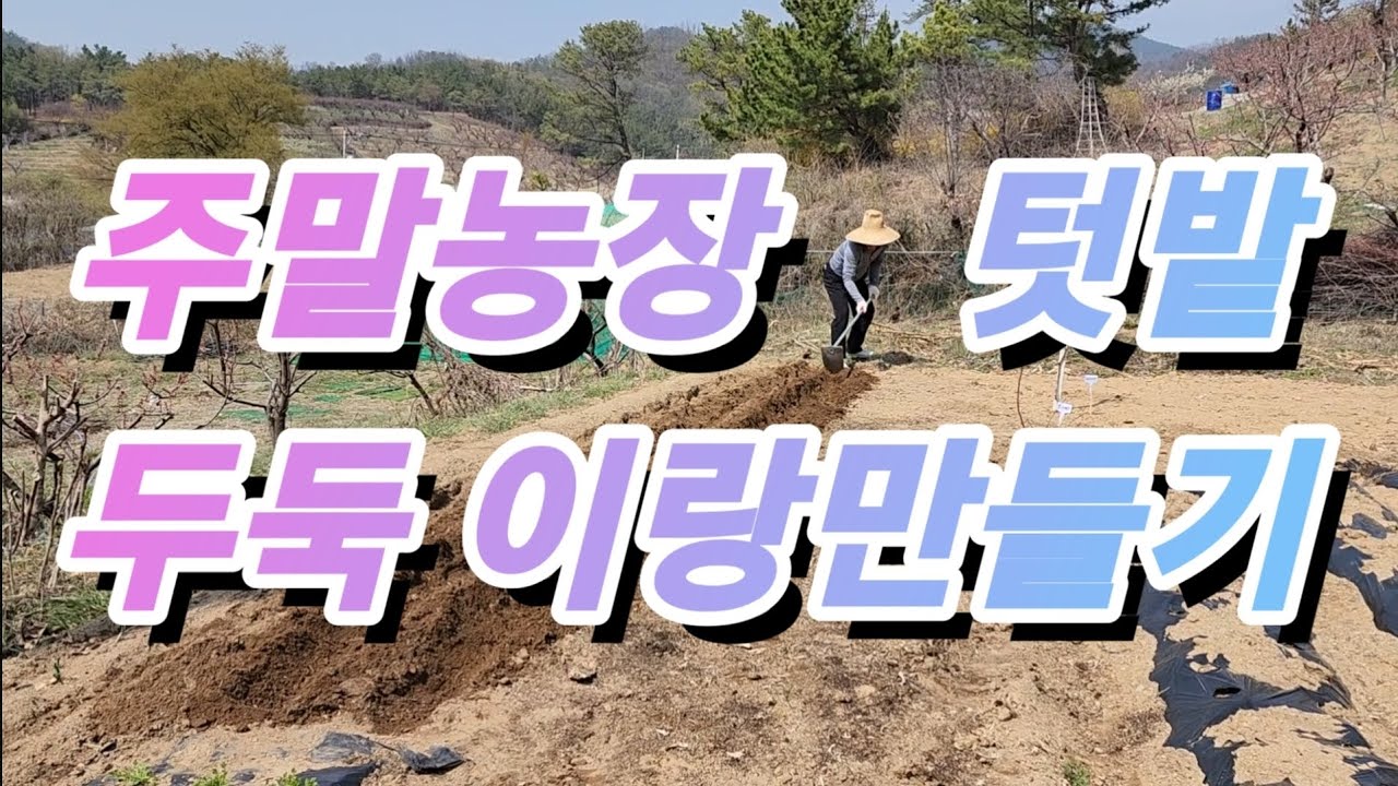 어슬픈농부 주말농장 텃밭농사 청양고추밭 두둑덮기 고랑 이랑만들기 쑥부쟁이취나물 땅두릅 쑥갓심기 비닐멀칭작업 나도농부다 도시농부 채험하기 초보농군 열심히 하세요~ Youtube