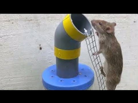 Best 10 trap to catch rat alive in 2023 |Mouse trap | poisonous mouse ...