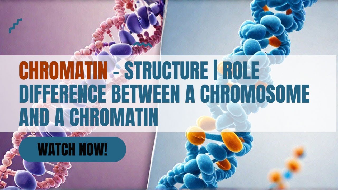 Chromatin – Structure | Role | Difference between a Chromosome and a Chromatin - YouTube